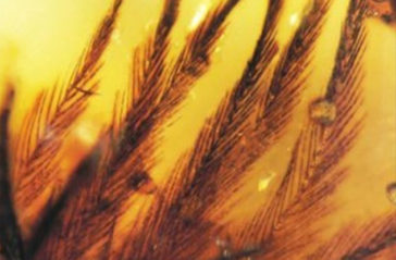 10 Discoveries In Amber That Change Our View Of Prehistory - Listverse