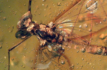 10 Discoveries In Amber That Change Our View Of Prehistory - Listverse