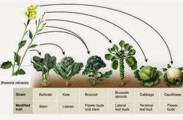 10 Foods That Exist Because Of Ancient Genetic Engineering - Listverse