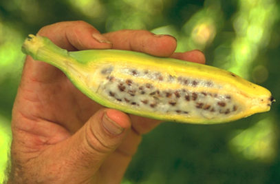 10 Foods That Exist Because Of Ancient Genetic Engineering - Listverse