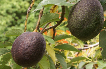 10 Foods That Exist Because Of Ancient Genetic Engineering - Listverse