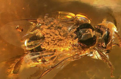 10 Discoveries In Amber That Change Our View Of Prehistory - Listverse
