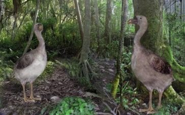 10 Extinct Animals With Surprising Attributes - Listverse