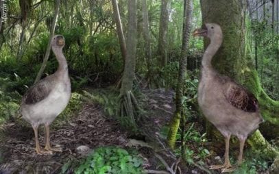 10 Extinct Animals With Surprising Attributes - Listverse