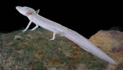 10 Otherworldly Subterranean Creatures - Listverse