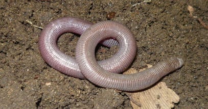 10 Otherworldly Subterranean Creatures - Listverse