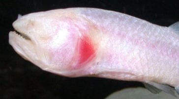 10 Otherworldly Subterranean Creatures - Listverse