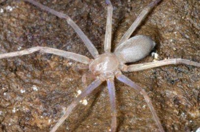 10 Otherworldly Subterranean Creatures - Listverse