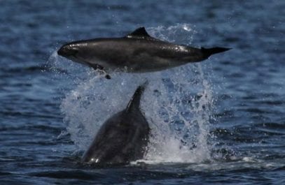 10 Animal Behaviors That Mimic Many Of The Worst Behaviors In Humans ...