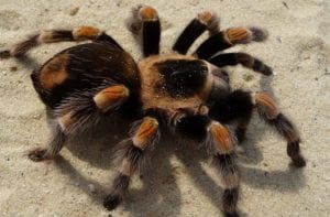 10 Twisted Facts About The Dancing Plagues - Listverse