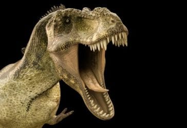 Top 10 Discoveries Changing T. Rex Forever - Listverse