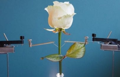 10 Incredible Inventions Inspired By Plants And Animals - Listverse