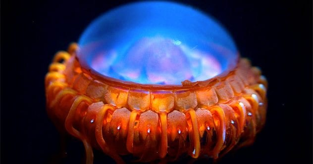 Video: 10 Sea Creatures That Belong On An Alien Planet - Listverse