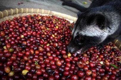 10 Foods Made From Poop, Vomit, Or Spit. Would You Eat Them? - Listverse