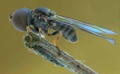 10 Bizarre Recently Discovered Animal Species - Listverse