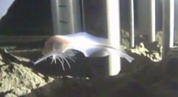 10 Bizarre Recently Discovered Animal Species - Listverse