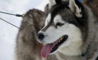 10 Tragedies That Destroyed The Canadian Inuit Way Of Life - Listverse