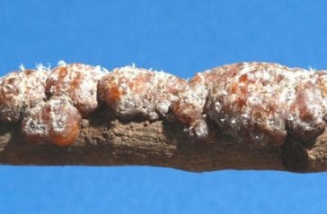 10 Foods Made From Poop, Vomit, Or Spit. Would You Eat Them? - Listverse