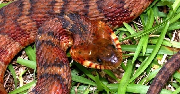 10 Terrifying Snake Invasions - Listverse