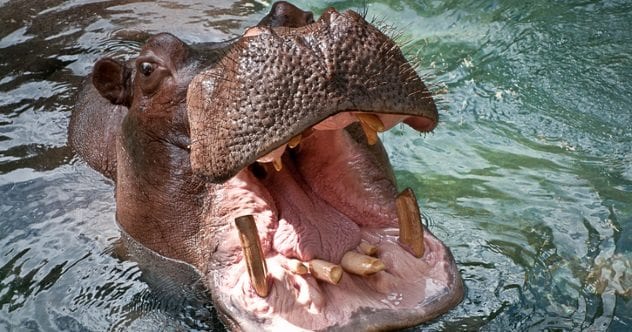 10 Harrowing Stories Of Man Against Animal - Listverse 10 Harrowing Stories Of Man Against Animal - Listverse