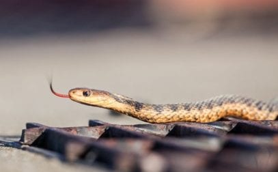 10 Terrifying Snake Invasions - Listverse
