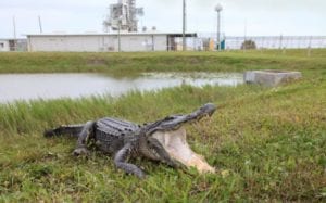 10 Utterly Bizarre And Obscure Facts About NASA - Listverse