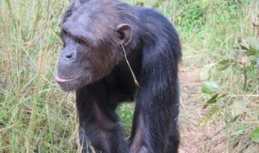 10 Facts About Chimpanzees That Hold A Dark Mirror To Humanity - Listverse