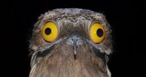 10 Intoxicating Ways Animals Use Drugs - Listverse