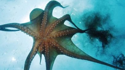 10 Crazy Old Reports Of Octopus Attacks - Listverse