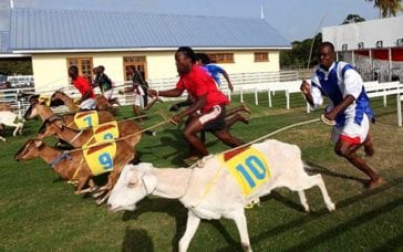 Top 10 Wacky Animal Races From Around The World - Listverse