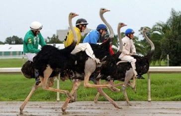 Top 10 Wacky Animal Races From Around The World - Listverse