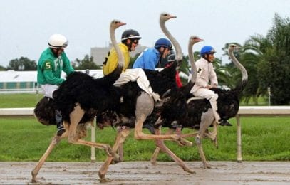 Top 10 Wacky Animal Races From Around The World - Listverse