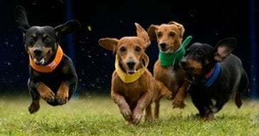 Top 10 Wacky Animal Races From Around The World - Listverse