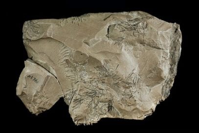 Top 10 Remarkable Traits Neanderthals Have In Common With Modern Humans ...