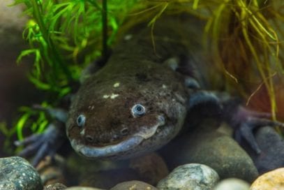 Top 10 Mind-Blowing Facts About Axolotls - Listverse
