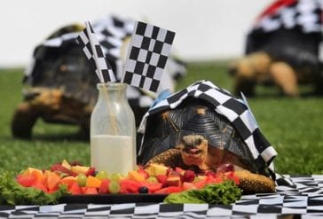 Top 10 Wacky Animal Races From Around The World - Listverse