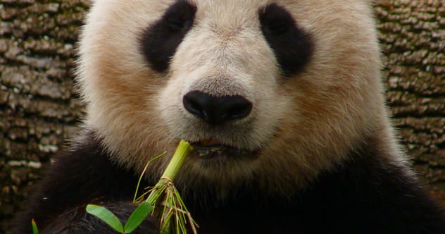 Bamboo Forest Japan Animals