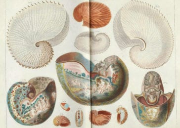 Top 10 Bizarre Objects Commonly Found In Cabinets Of Curiosities ...