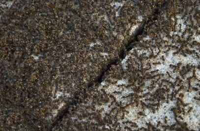 Top 10 Facts That Prove Ants Are Evil - Listverse