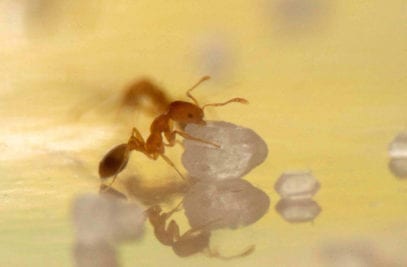 Top 10 Facts That Prove Ants Are Evil - Listverse