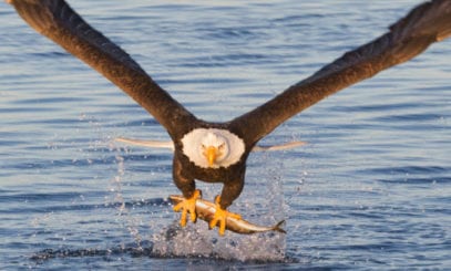Top 10 Fascinating Facts About Eagles - Listverse