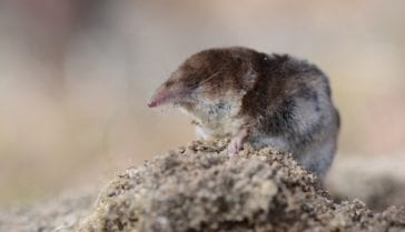 Top 10 Bizarre Animal Hearts - Listverse