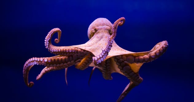 Top 10 Bizarre Animal Hearts - Listverse