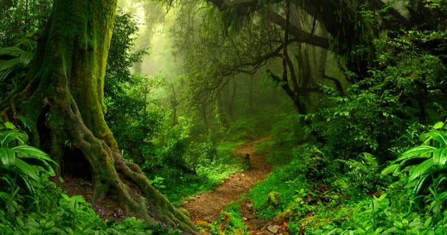 Top 10 Fascinating Facts About Plants Listverse