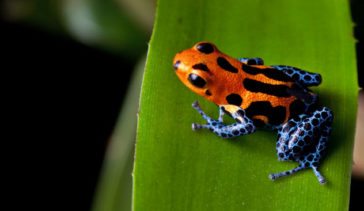 Top 10 Misunderstood Animals You Are Terrified Of - Listverse