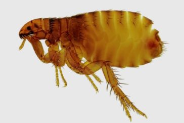 10 Factors That Made the Black Death So Deadly - Listverse