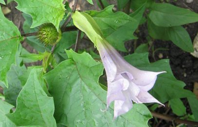 Top 10 Ancient Pain Relievers - Listverse