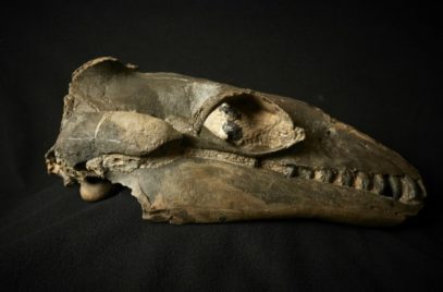 Top 10 Incredible Ancient Animals - Listverse