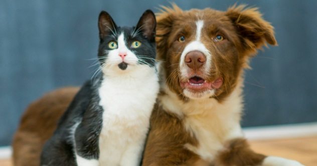 10 Surprising Things That Are Toxic For Your Pet - Listverse