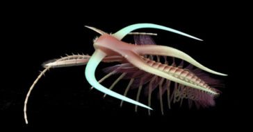 10 Bizarre Organisms From The Burgess Shale - Listverse